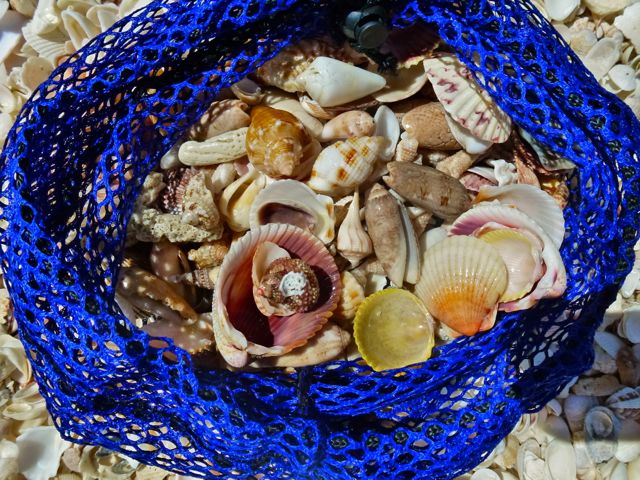 Aqua Water And Seashells | I Love Shelling