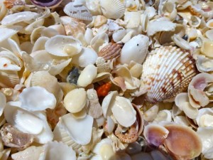 Blind Pass Captiva Still Stirring Seashells | I Love Shelling