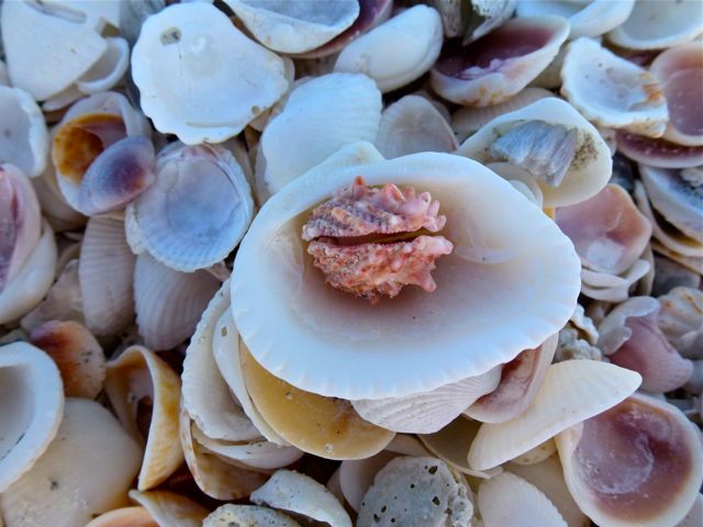Collecting Colorful Seashells In The Gulf | I Love Shelling