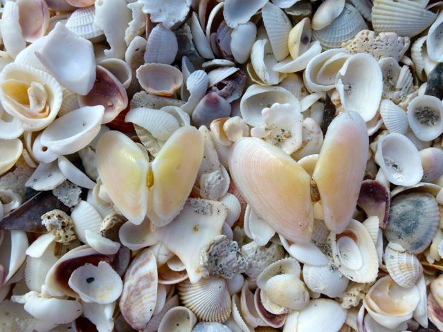 Collecting Colorful Seashells In The Gulf | I Love Shelling