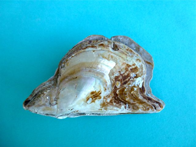 Beach Bling Clinging To Wing Oyster | I Love Shelling