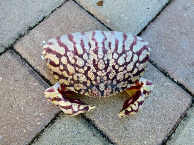 Beach Bling Is A Wonderful Thing | I Love Shelling