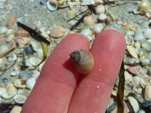 Captiva Cruises Boat To Cayo Costa | I Love Shelling