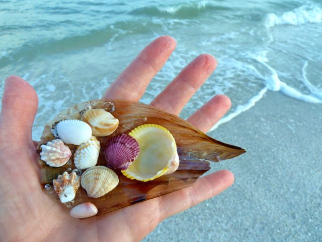 South Florida Balloons To Beach Bling | I Love Shelling