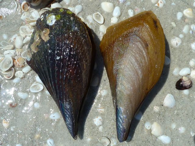 Full Moon Beach Bling | I Love Shelling