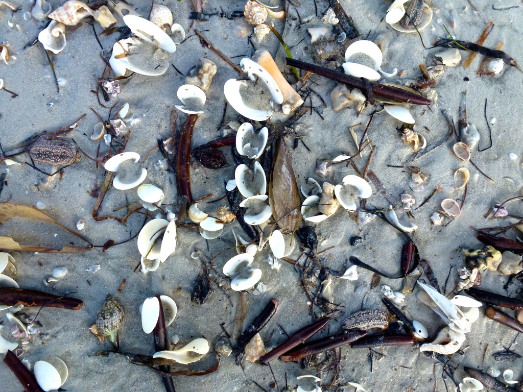 Beach Bling Is A Wonderful Thing | I Love Shelling