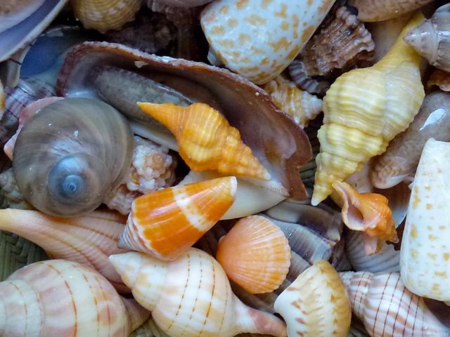 Collecting Colorful Seashells In The Gulf | I Love Shelling