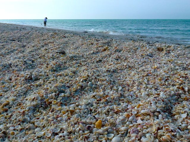 Collecting Colorful Seashells In The Gulf | I Love Shelling