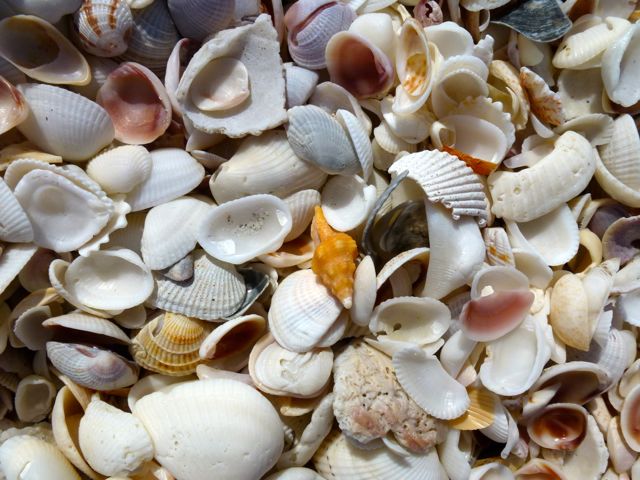 Collecting Colorful Seashells In The Gulf | I Love Shelling