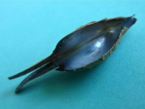 Beach Bling Clinging To Wing Oyster | I Love Shelling