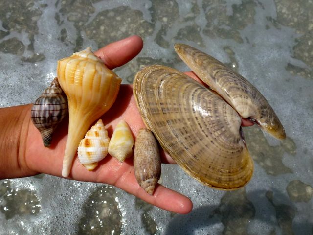 Always Meeting New Shelling Friends | I Love Shelling