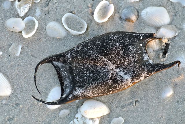 Beach Bling Is A Wonderful Thing | I Love Shelling