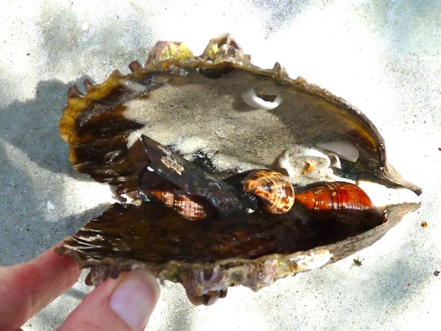 Full Moon Beach Bling | I Love Shelling