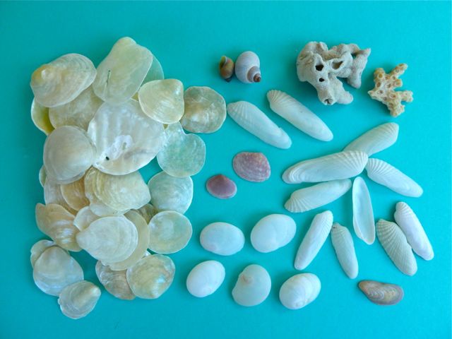 Captiva Cruises Boat To Cayo Costa | I Love Shelling