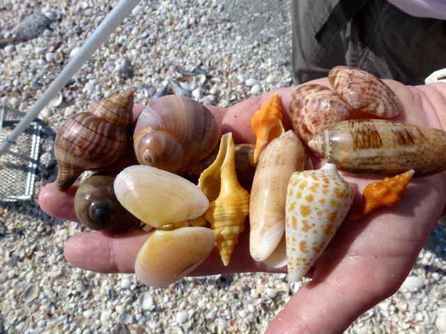 Collecting Colorful Seashells In The Gulf | I Love Shelling