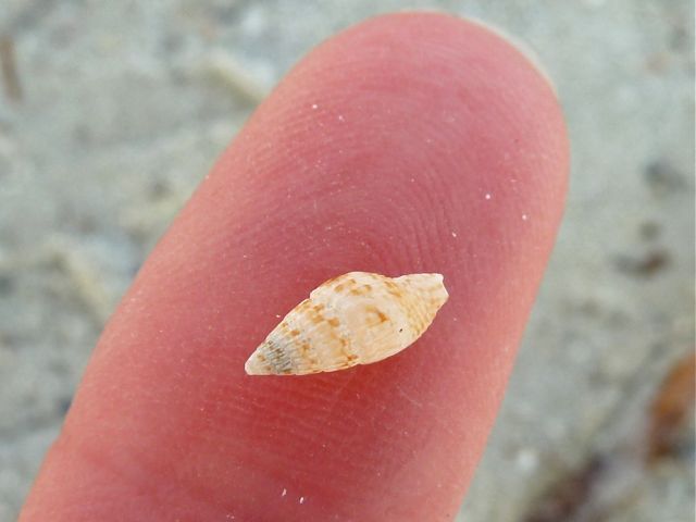 South Florida Balloons To Beach Bling | I Love Shelling