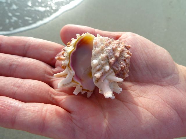 Florida Spiny Jewelbox | i Love Shelling - Part 2