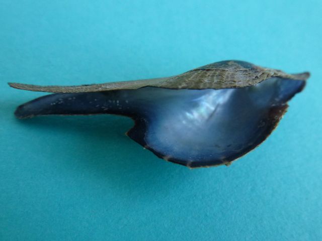 Beach Bling Clinging To Wing Oyster | I Love Shelling