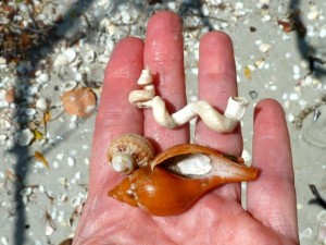 How To Make A Worm Shell Frame | I Love Shelling