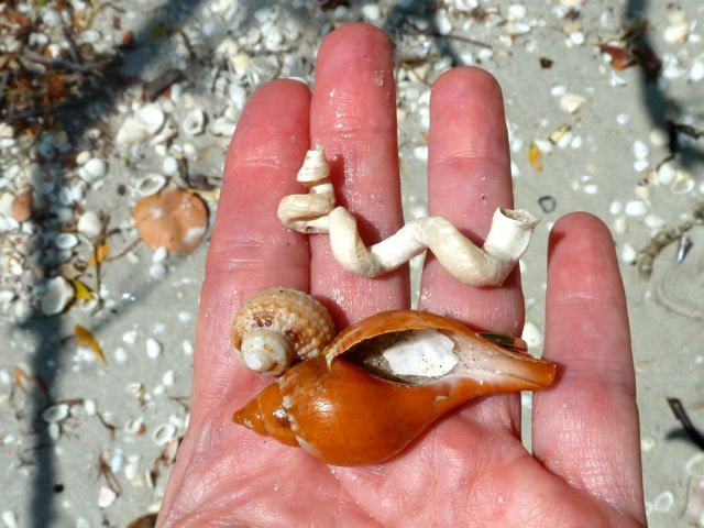 How To Make A Worm Shell Frame | i Love Shelling