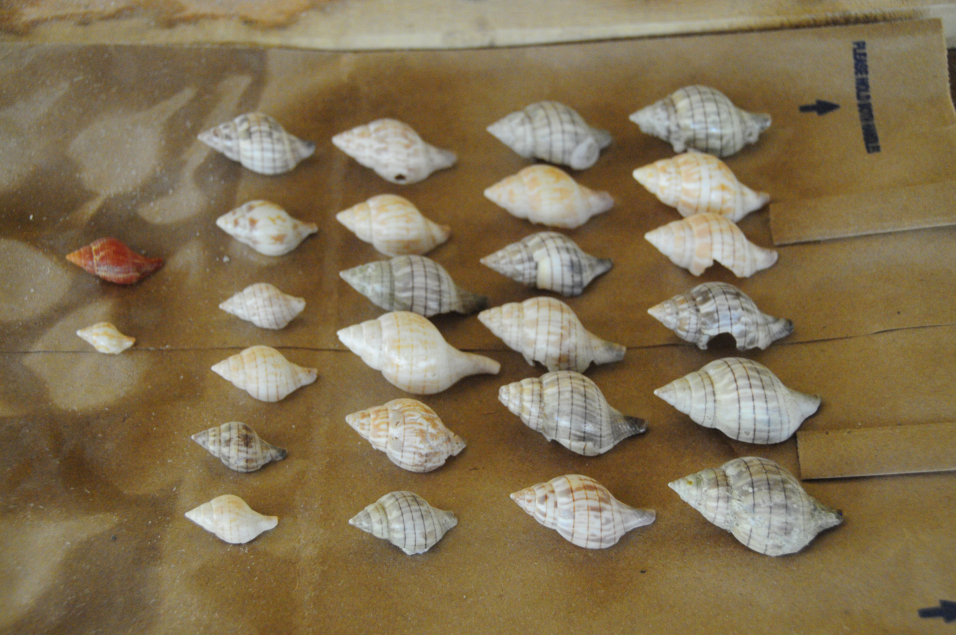 Super Shells On A Super Moon | I Love Shelling