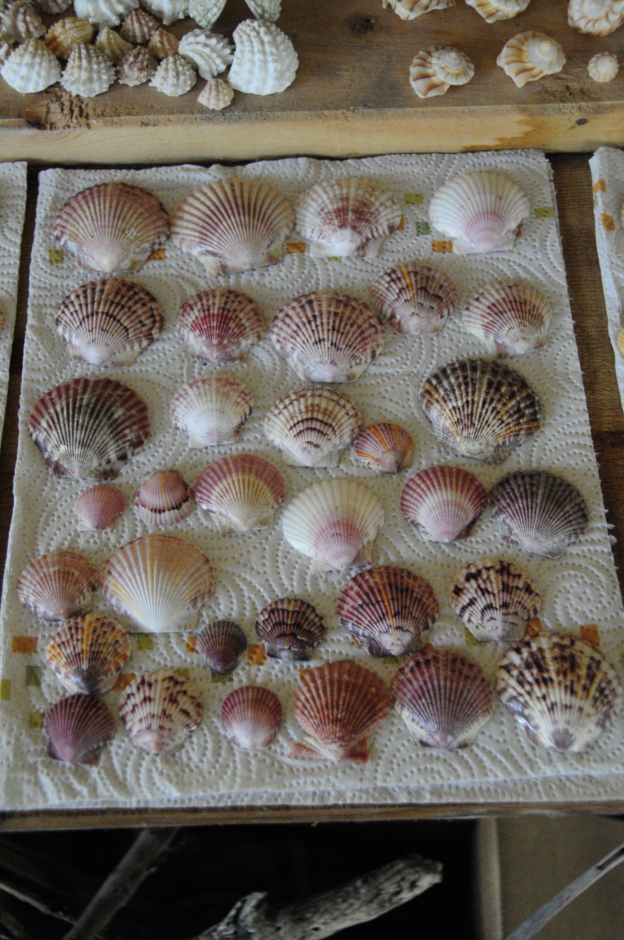 Super Shells On A Super Moon | I Love Shelling