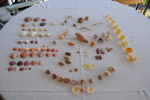 Aly’s Junonia | I Love Shelling