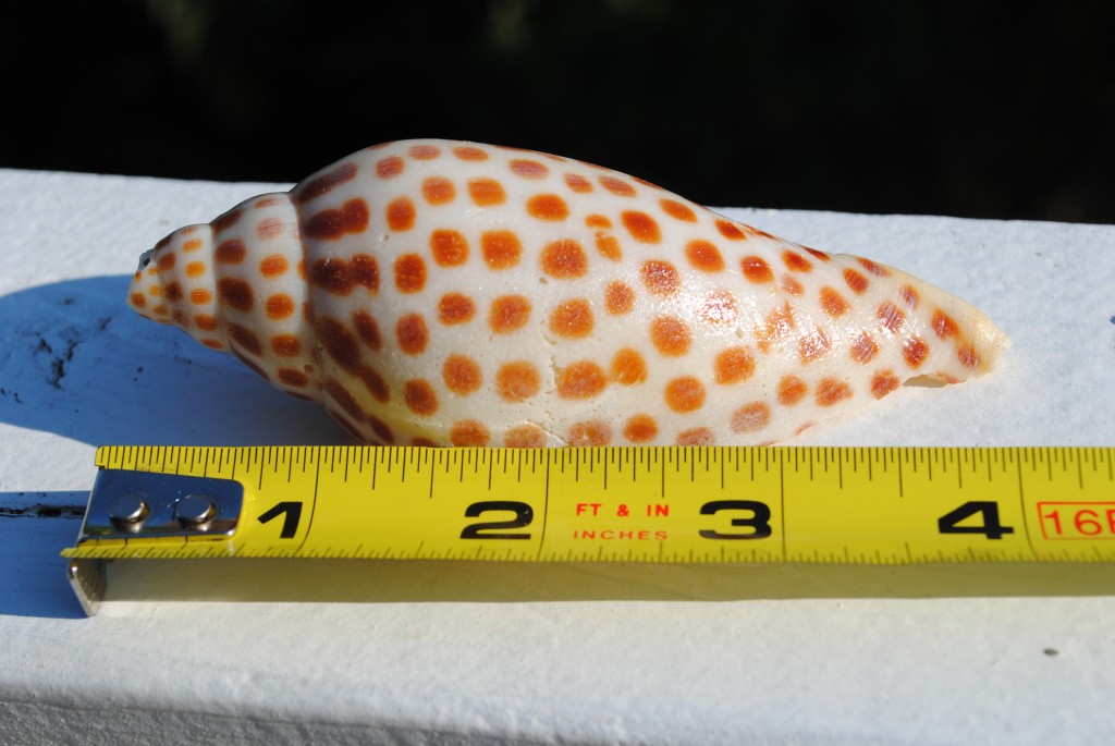 Aly’s Junonia | I Love Shelling