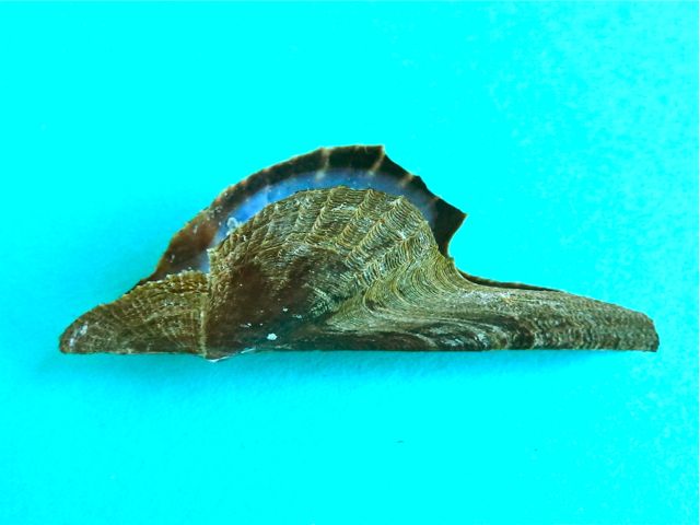 Beach Bling Clinging To Wing Oyster | I Love Shelling