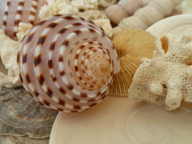 Our Adventures Of Collecting Seashells In Thailand – Part 3 | I Love ...