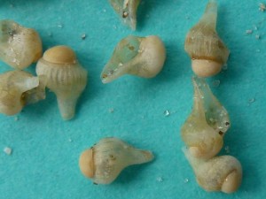 Breaking The Case of Lightning Whelk Eggs | I Love Shelling