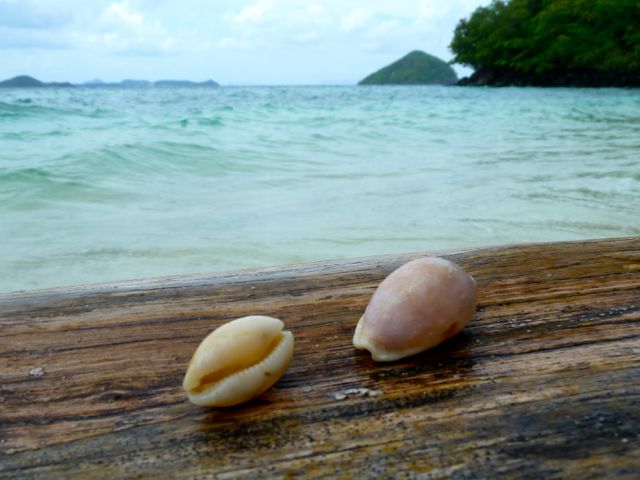 Our Adventures Of Collecting Seashells In Thailand – Part 2 | I Love ...