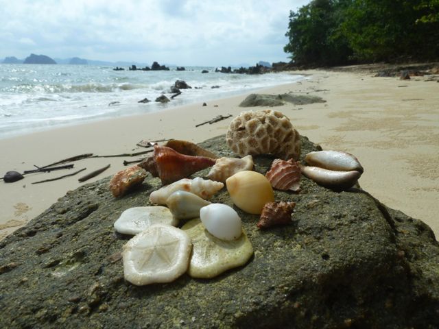 Our Adventures Of Collecting Seashells In Thailand – Part 1 | I Love ...