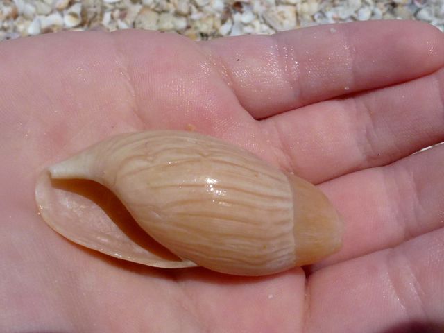 Rosy Days at Blind Pass Captiva | I Love Shelling