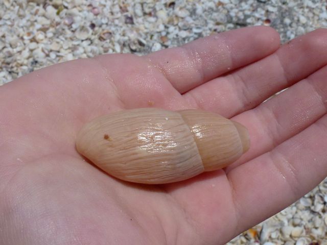 Rosy Days at Blind Pass Captiva | I Love Shelling
