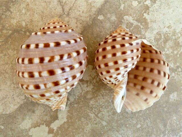 Our Adventures Of Collecting Seashells In Thailand – Part 3 | I Love ...