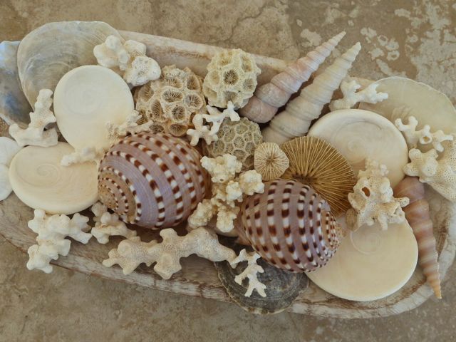 Our Adventures Of Collecting Seashells In Thailand – Part 3 | I Love ...