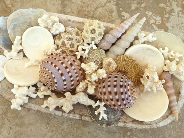 Our Adventures Of Collecting Seashells In Thailand – Part 3 | I Love ...