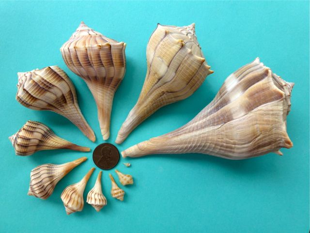 Breaking The Case of Lightning Whelk Eggs | I Love Shelling