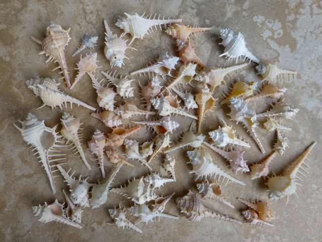 Murex shells thailand krabi | I Love Shelling
