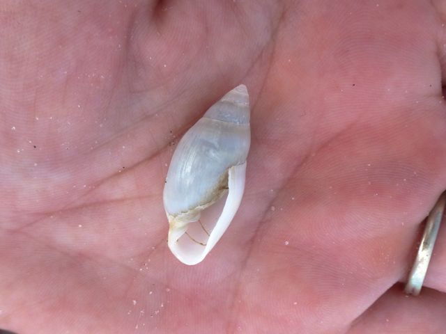 Collecting Fossils, Seashells and Memories on Boca Grande | I Love Shelling