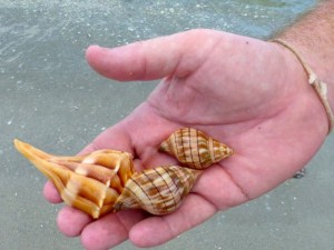 Snorkeling and Sifting For Seashells On Sanibel Captiva | I Love Shelling