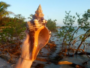 Junonia Victory At Captiva Seashore | I Love Shelling
