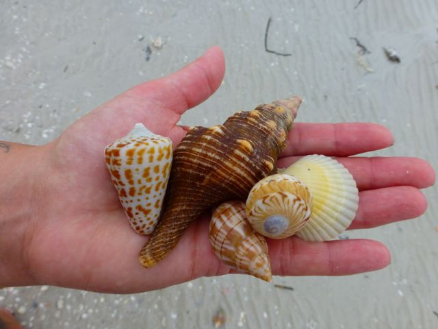 Seashell Honey Hole | I Love Shelling