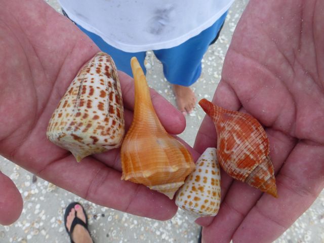 Buckets Of Seashells On Sanibel From Tropical Storm Debby | I Love Shelling