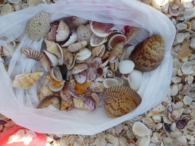 Snorkeling and Sifting For Seashells On Sanibel Captiva | I Love Shelling