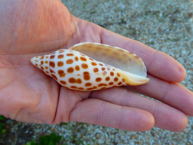 Junonia Victory At Captiva Seashore | I Love Shelling