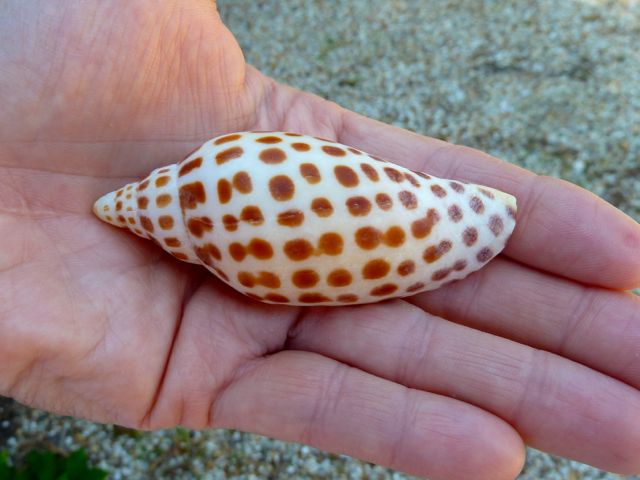 Junonia Victory At Captiva Seashore | I Love Shelling