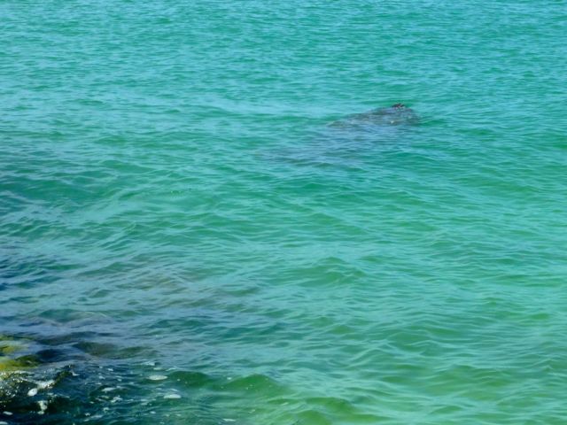 Snorkeling and Sifting For Seashells On Sanibel Captiva | I Love Shelling