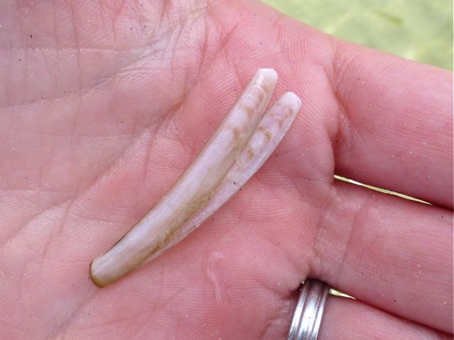 Bunch Of Bling At Bunche Beach | I Love Shelling